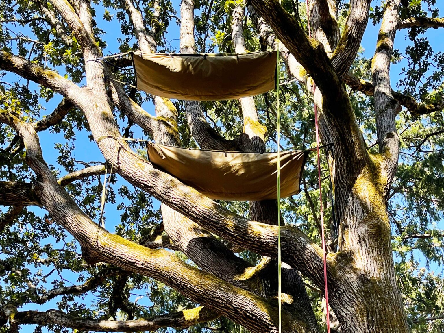 Courses – Tree Climbing Planet