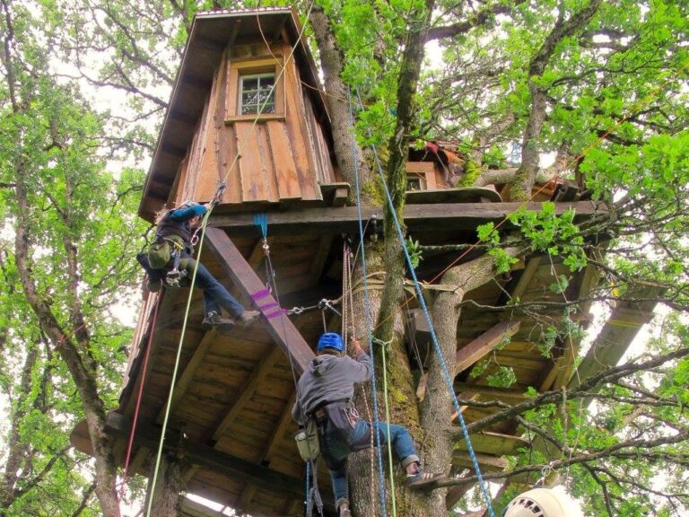 Courses – Tree Climbing Planet